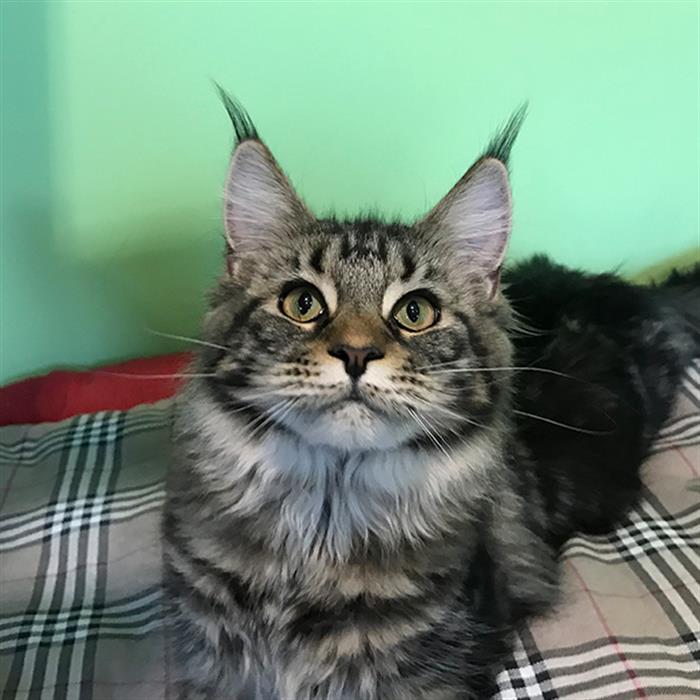 MAINE COON