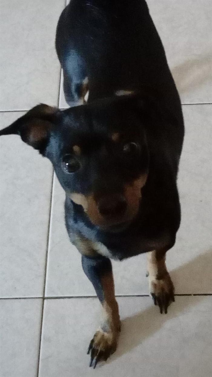 PINSCHER