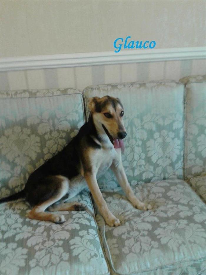 GLAUCO CANE MASCHIO 1 ANNO