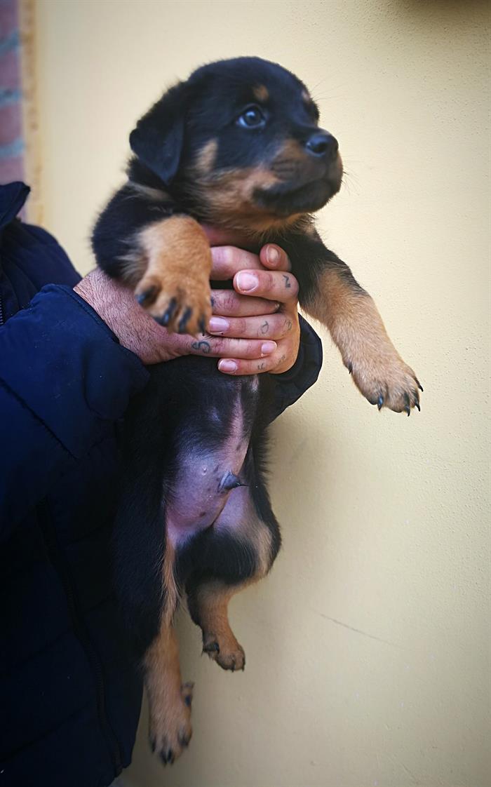 CUCCIOLI DI ROTTWEILER