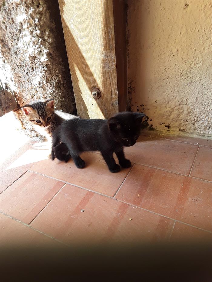 ADOZIONE GATTINI - BARBERINO DI MUGELLO (FI)