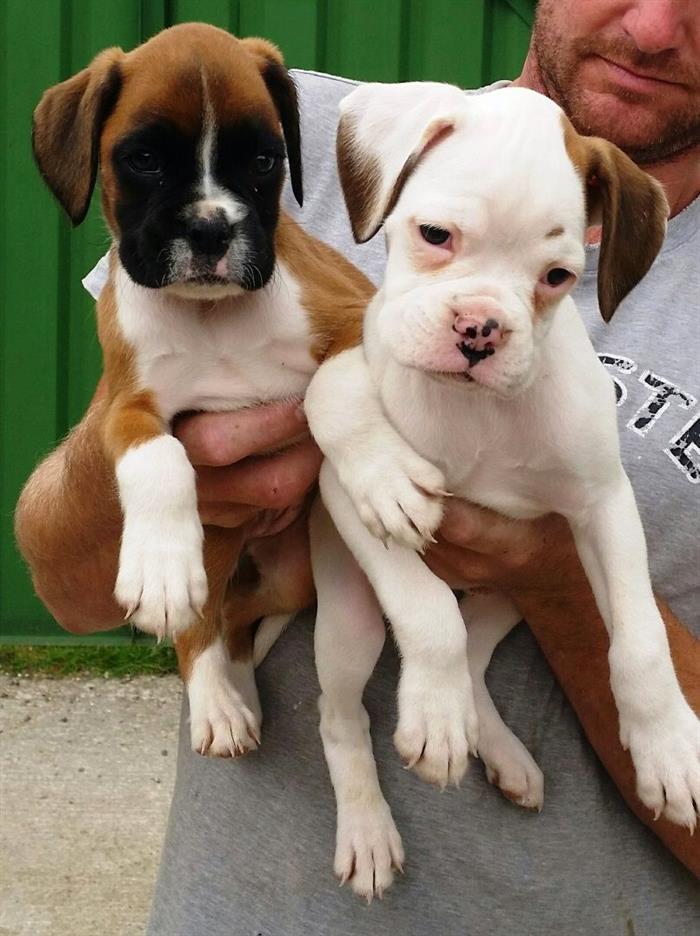 BOXER CUCCIOLI