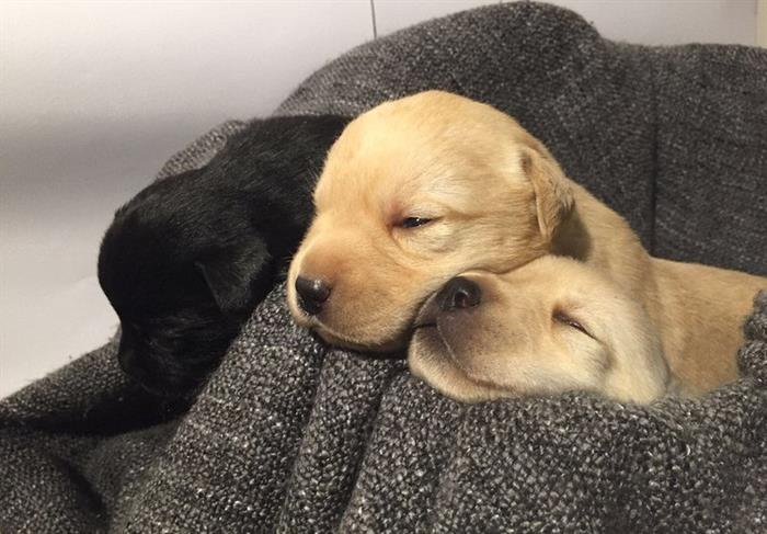 LABRADOR CUCCIOLI