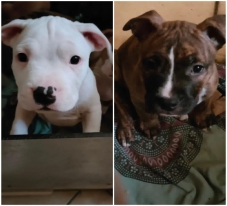 Due cuccioli Amstaff 