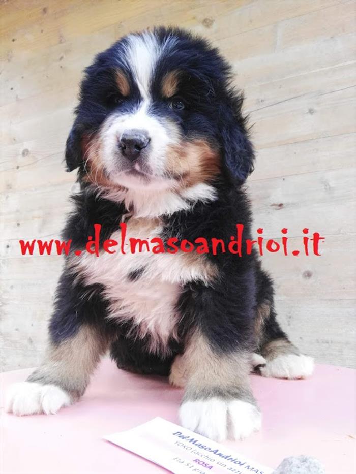 BOVARO DEL BERNESE CUCCIOLI