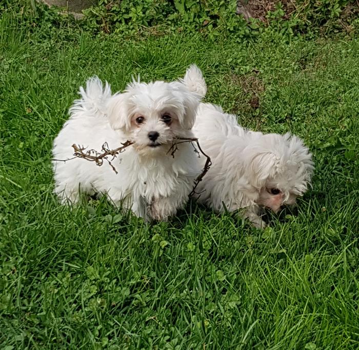 CUCCIOLI MALTESE