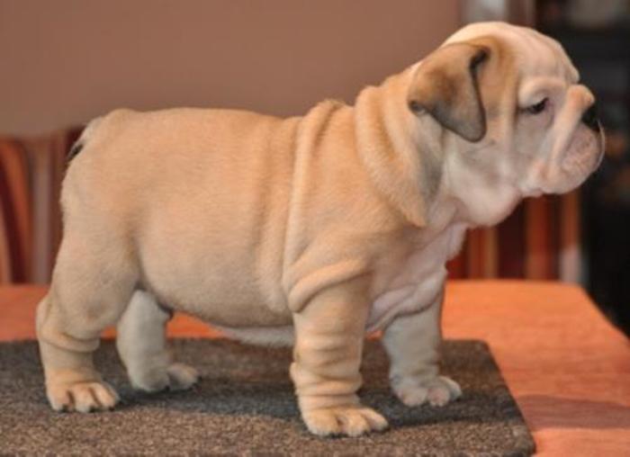 BULLDOG INGLESI CUCCIOLI DA ALLEVAMENTO