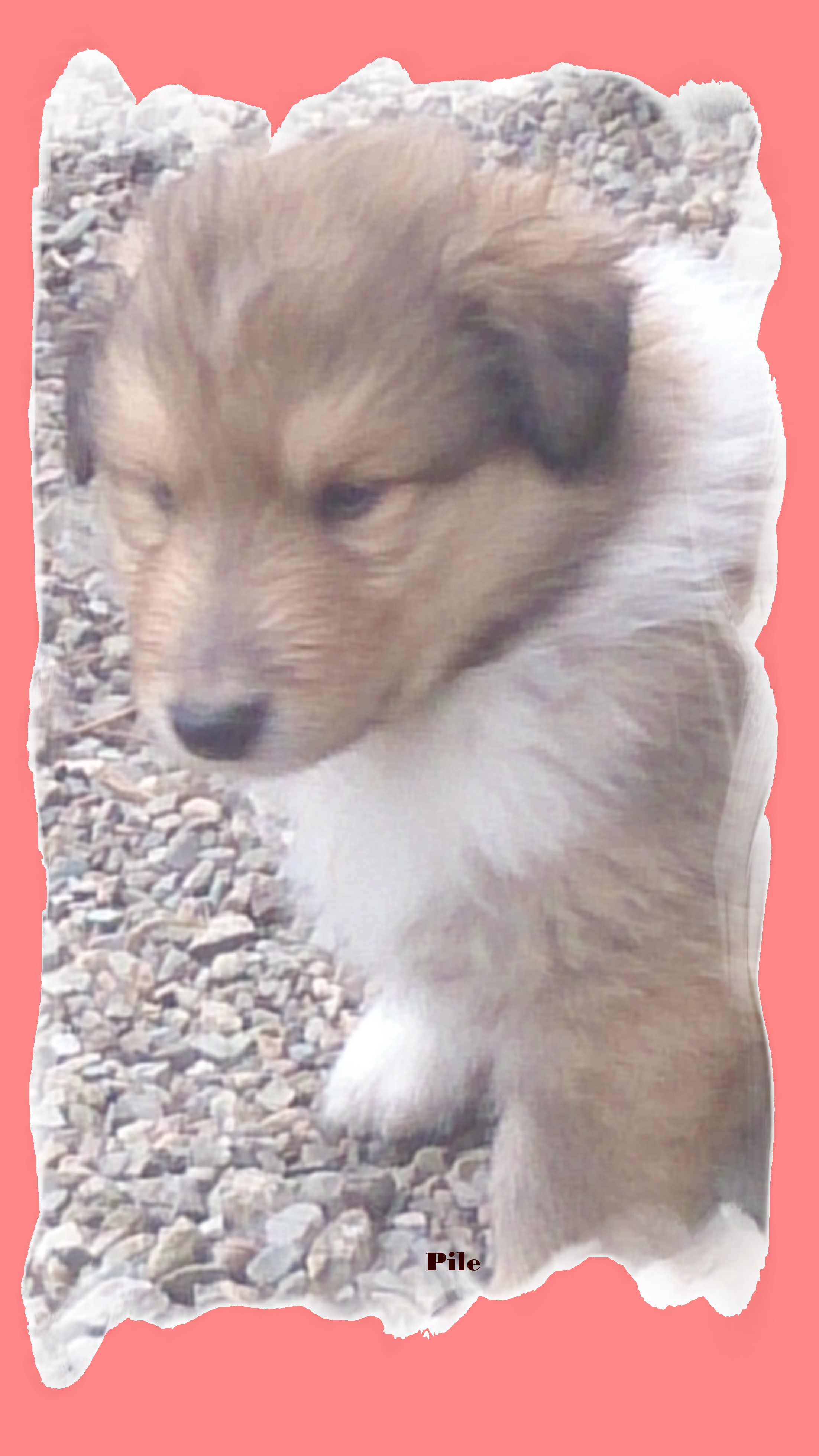 COLLIE CUCCIOLI