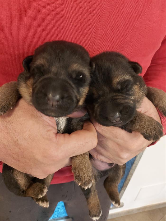 CUCCIOLI PASTORE TEDESCO