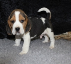 Disponibili bellissimi cuccioli di Beagle.Whatsapp/Viber +48785742139