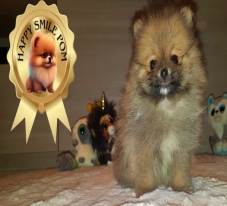 Volpino di pomerania toy spitz tedesco nano