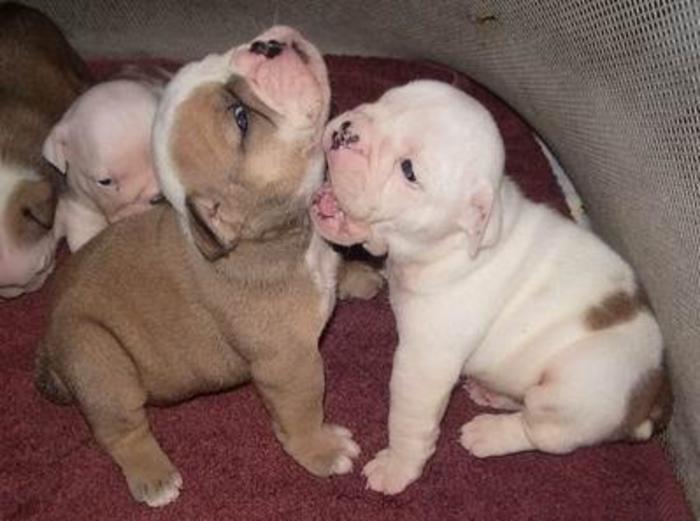 CUCCIOLI DI BULLDOG INGLESE DISPONIBILI