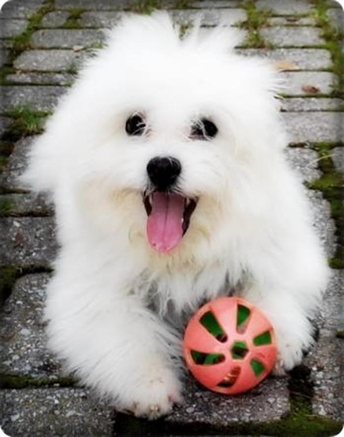 BELLISSIMA CUCCIOLATA DI COTON DE TULEAR