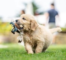 Cuccioli Golden Retriever Disponibili