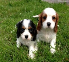 Cavalier King Charlse con il pedigree