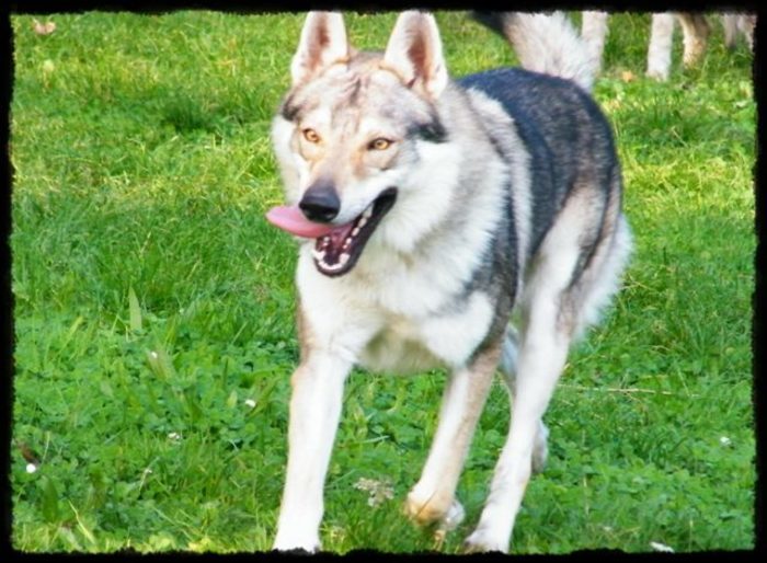 CUCCIOLI DI CANE LUPO CECOSLOVACCO