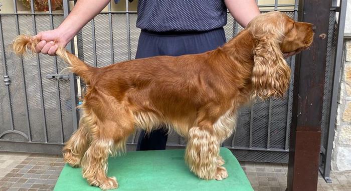 COCKER SPANIEL INGLESE PEDIGREE