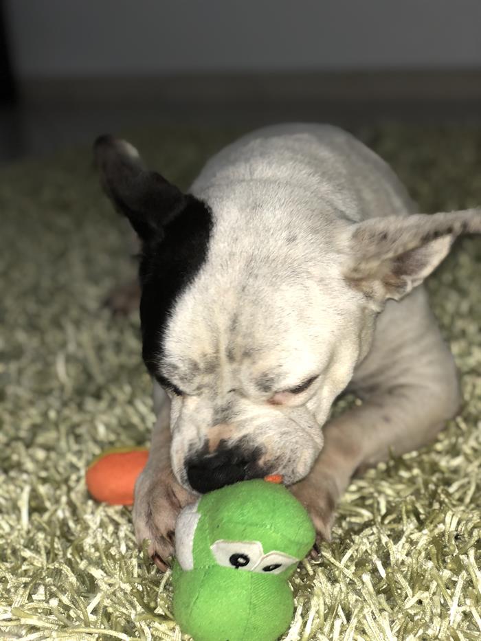 REGALO CAGNOLINA