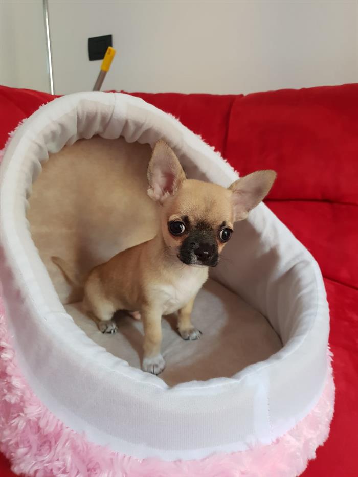 CHIHUAHUA