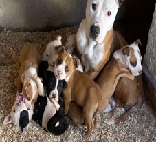 Cuccioli di Amstaff