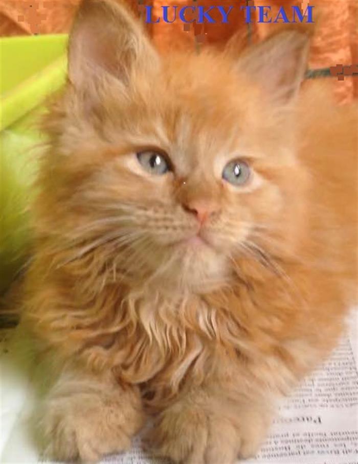 MAINE COON GATTINI