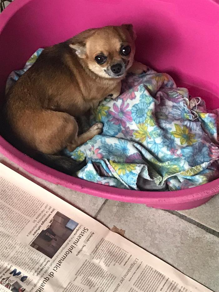 CHIHUAHUA ADULTA FEMMINA PURA ADOZIONE BRESCIA