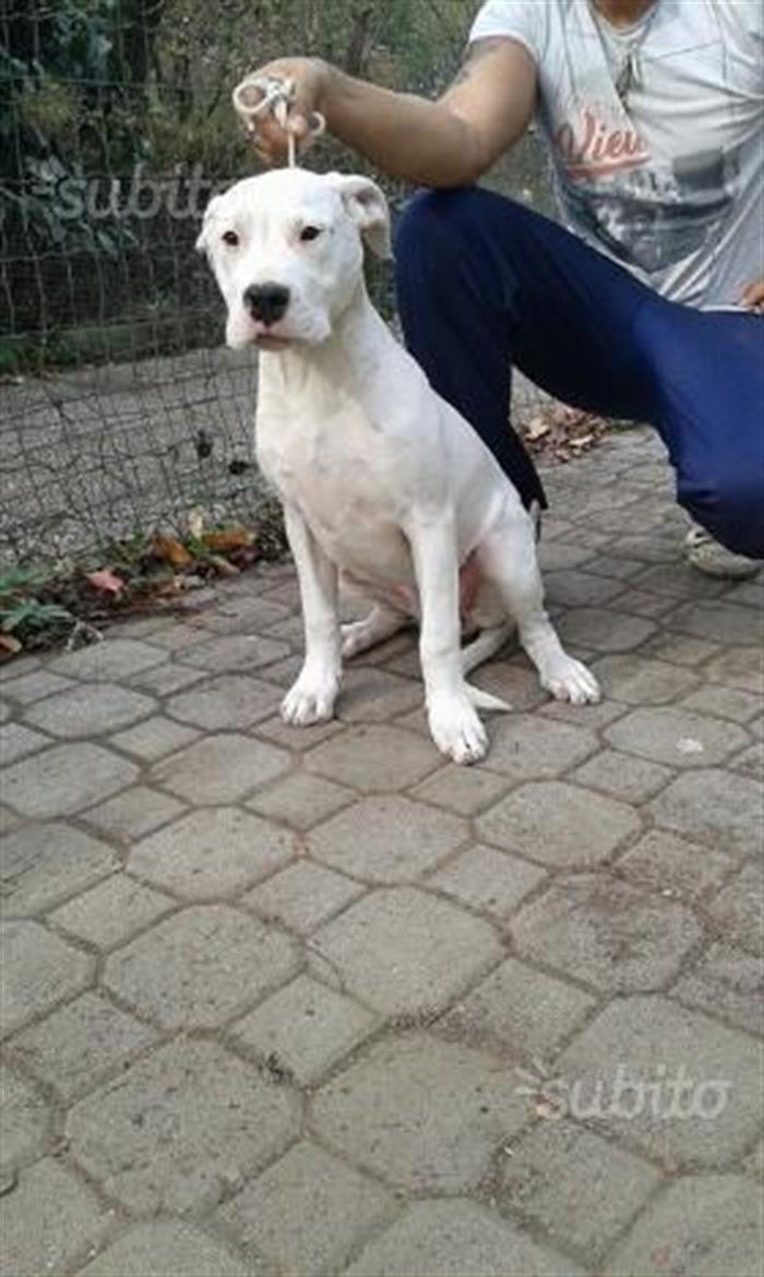 DOGO ARGENTINO FEMMINA