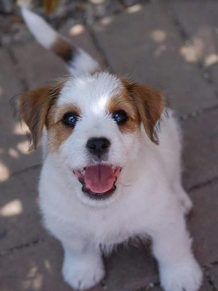 JACK RUSSEL TERRIER