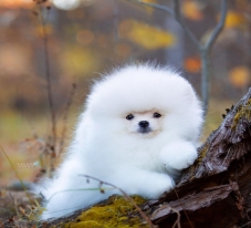 cucciolo di Pomerania