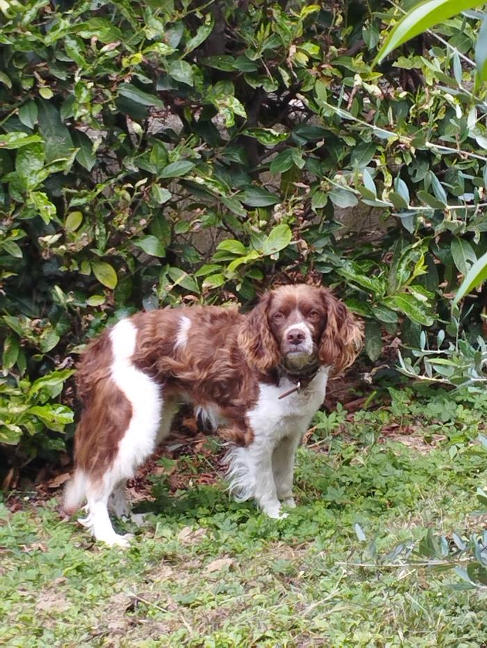 CAGNOLINA