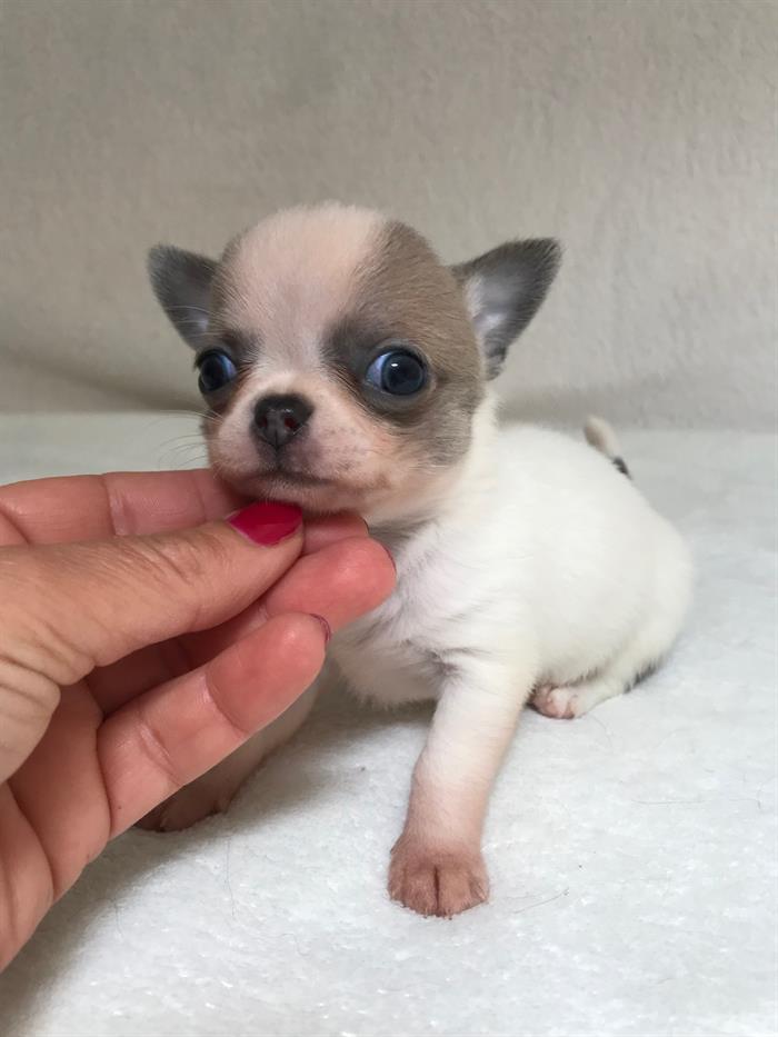 CHIHUAHUA CUCCIOLI