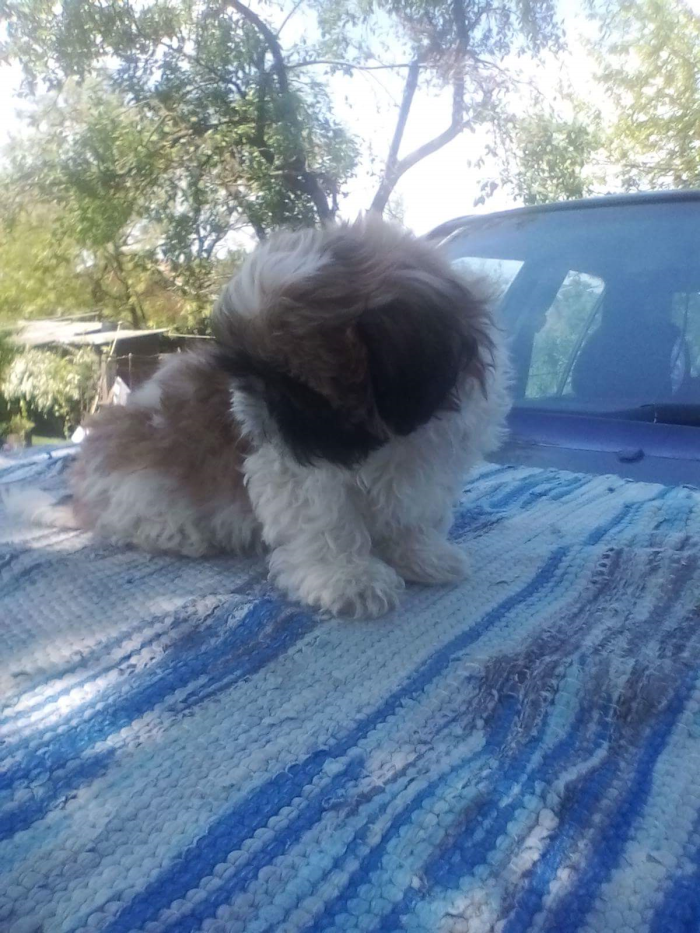 CUCCIOLI SHIH TZU