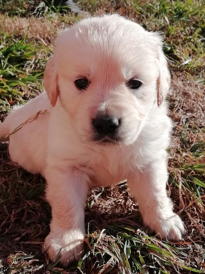 GOLDEN RETRIEVER CUCCIOLI CON PEDIGREE