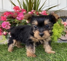 Vendo splendidi cuccioli di Yorkie