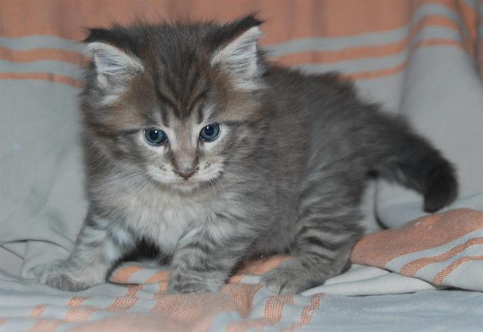 MAINE COON BLU MASCHIETTO