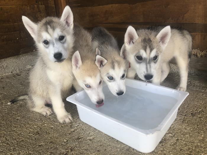 CUCCIOLI SIBERIAN HUSKY