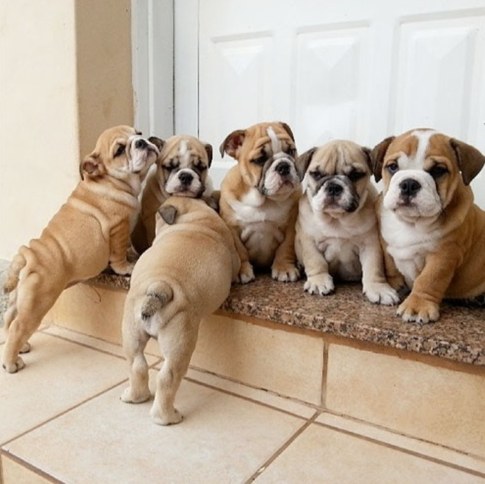 BULLDOG INGLESE CUCCIOLI