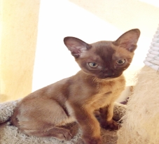 gattino burmese europeo