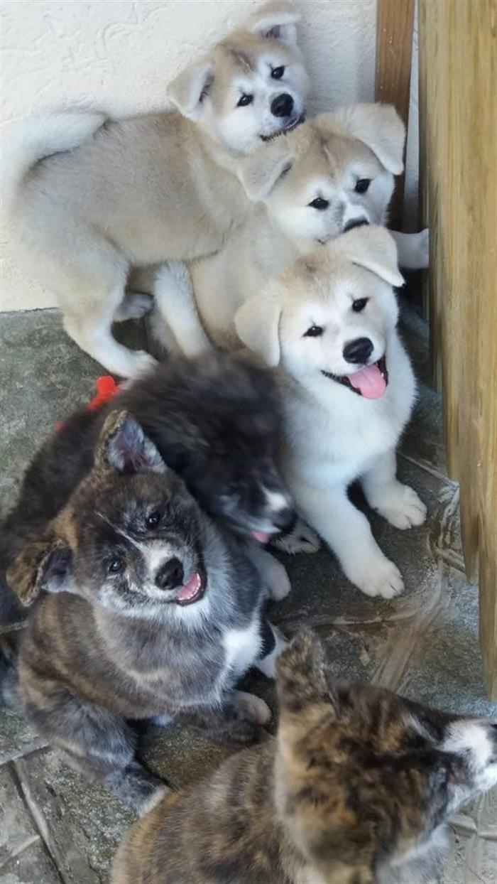 AKITA INU