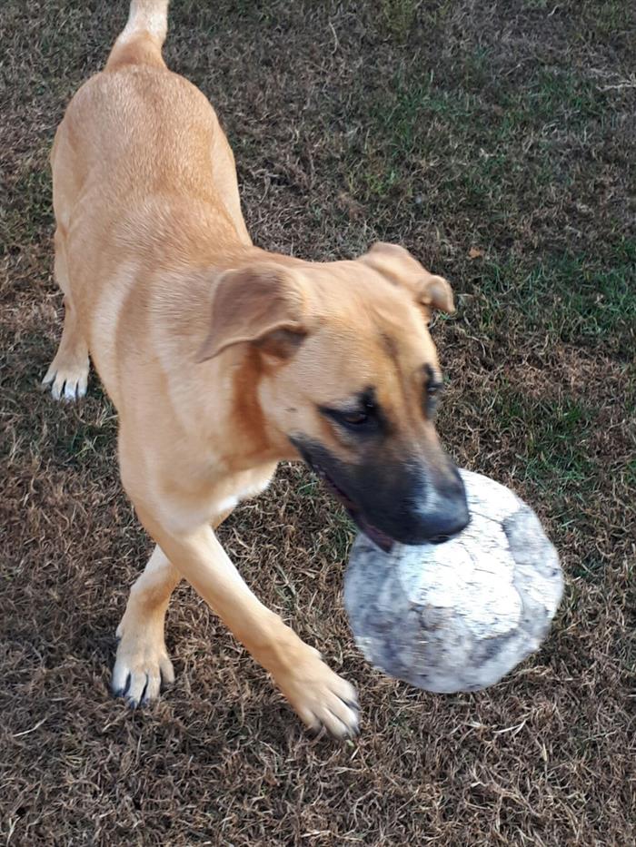 BIANCA IN ADOZIONE AL CANILE DI CITTIGLIO (VA)