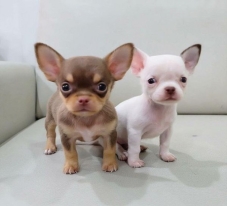 Cuccioli di chihuahua.