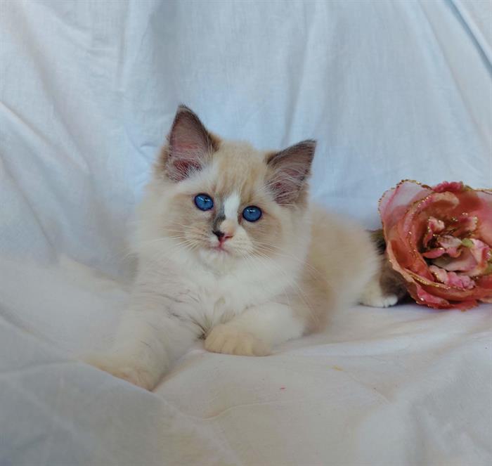 GATTINA RAGDOLL CON PEDIGREE