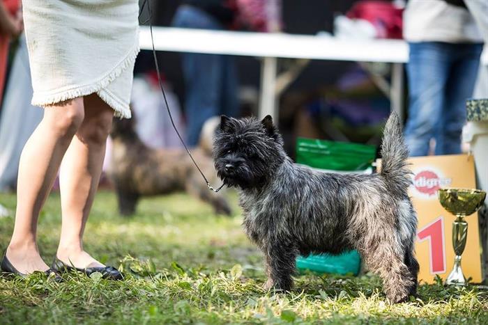 CUCCIOLO DI CAIRN TERRIER