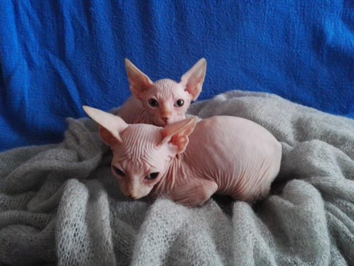 BELLISSIMI CUCCIOLI SPHYNX