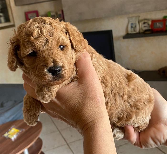 CUCCIOLI DI BARBONCINO