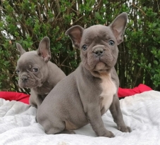 Cuccioli di bulldog francese blu