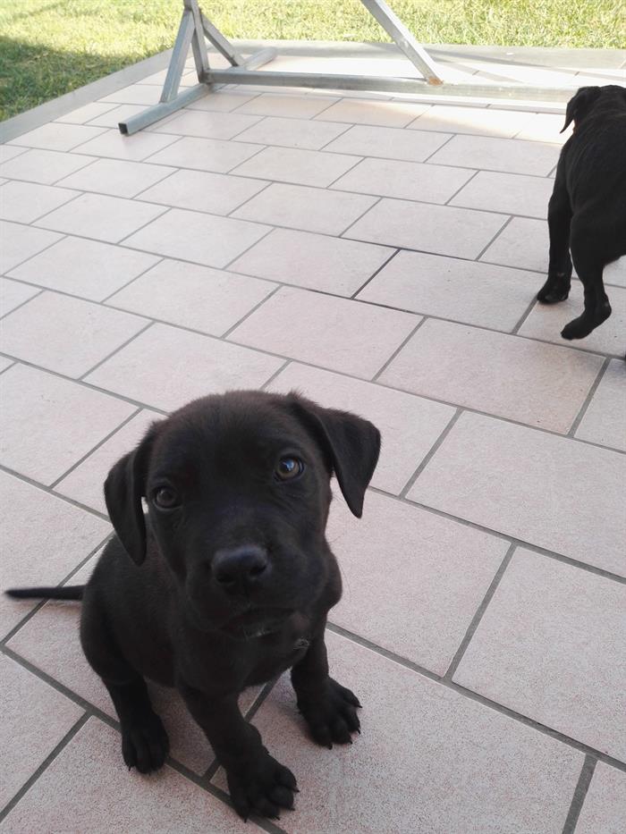 DISPONIBILI TRE CUCCIOLI DI CANE CORSO ITALIANO