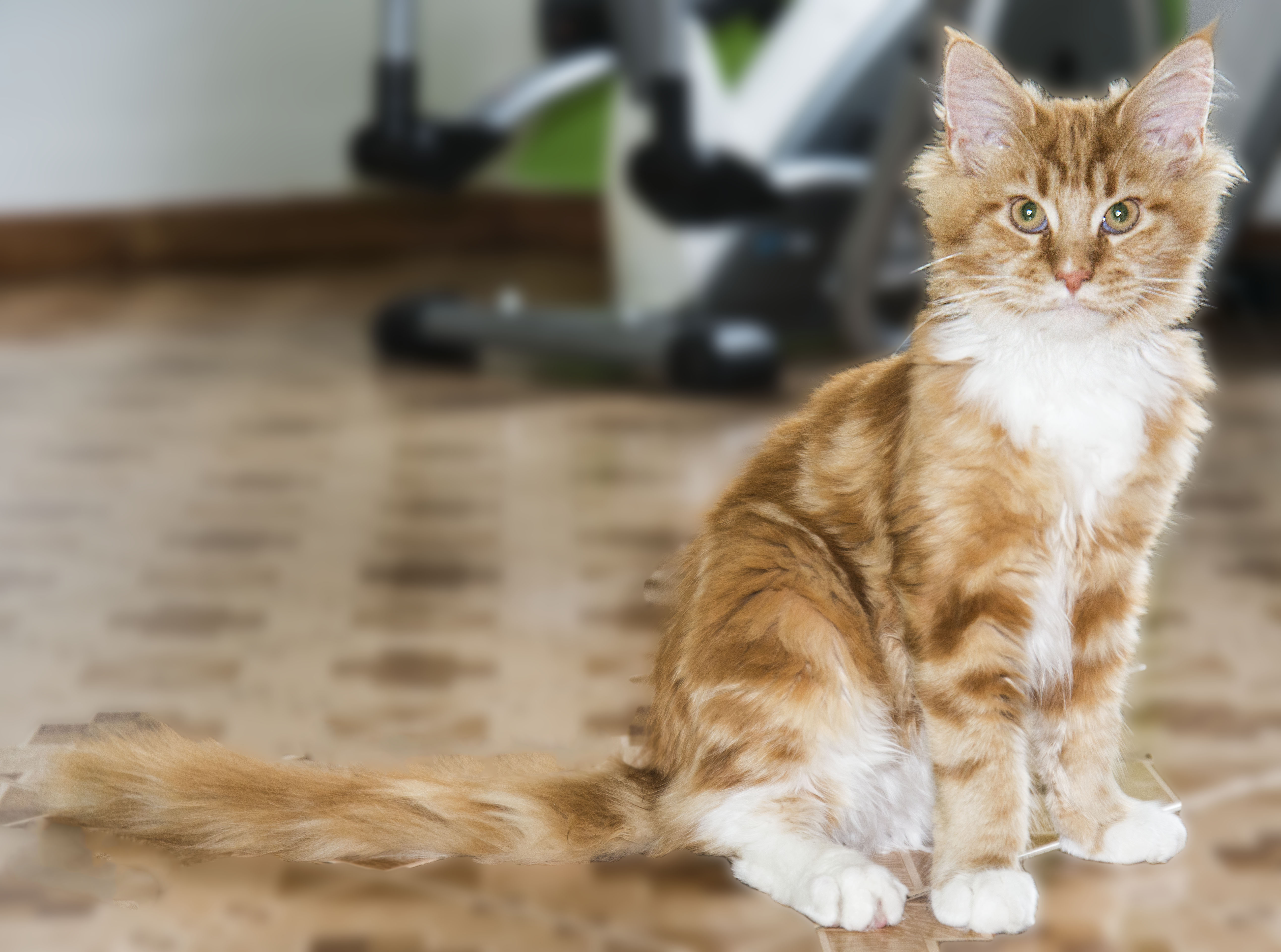 STUPENDI GATTINI MAINE COON