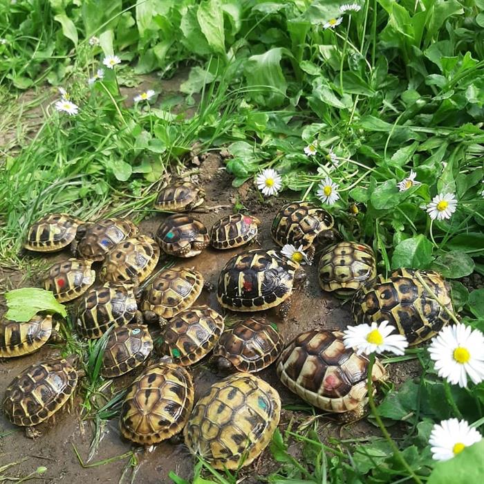 BABY TESTUDO HERMANNI HERMANNI & TESTUDO MARGINATA SARDA