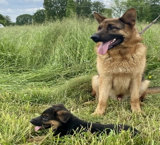 Cuccioli di pastore tedesco 